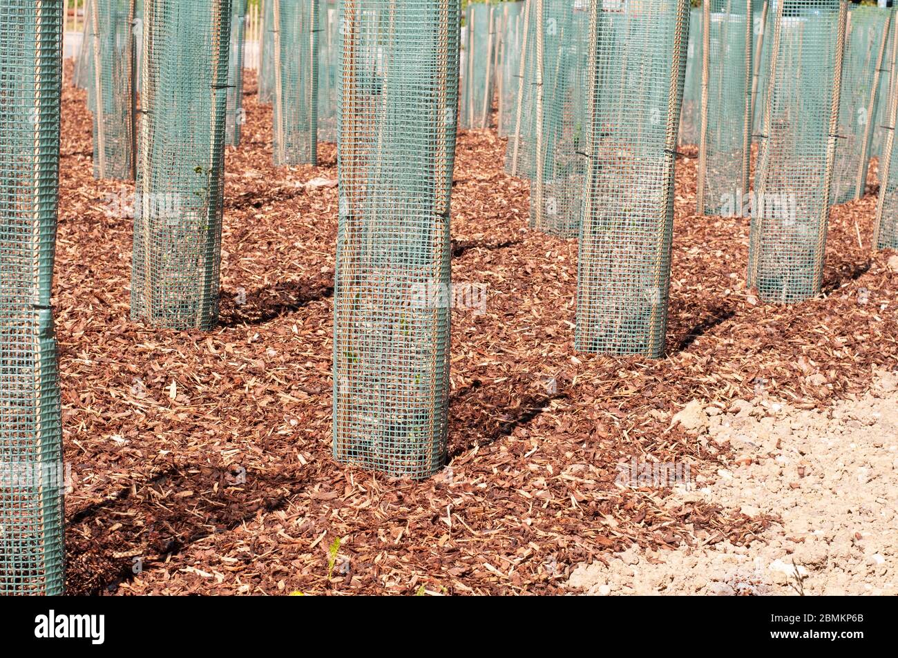 tree seedlings covered with plastic meshes on a floor with wood chips ...