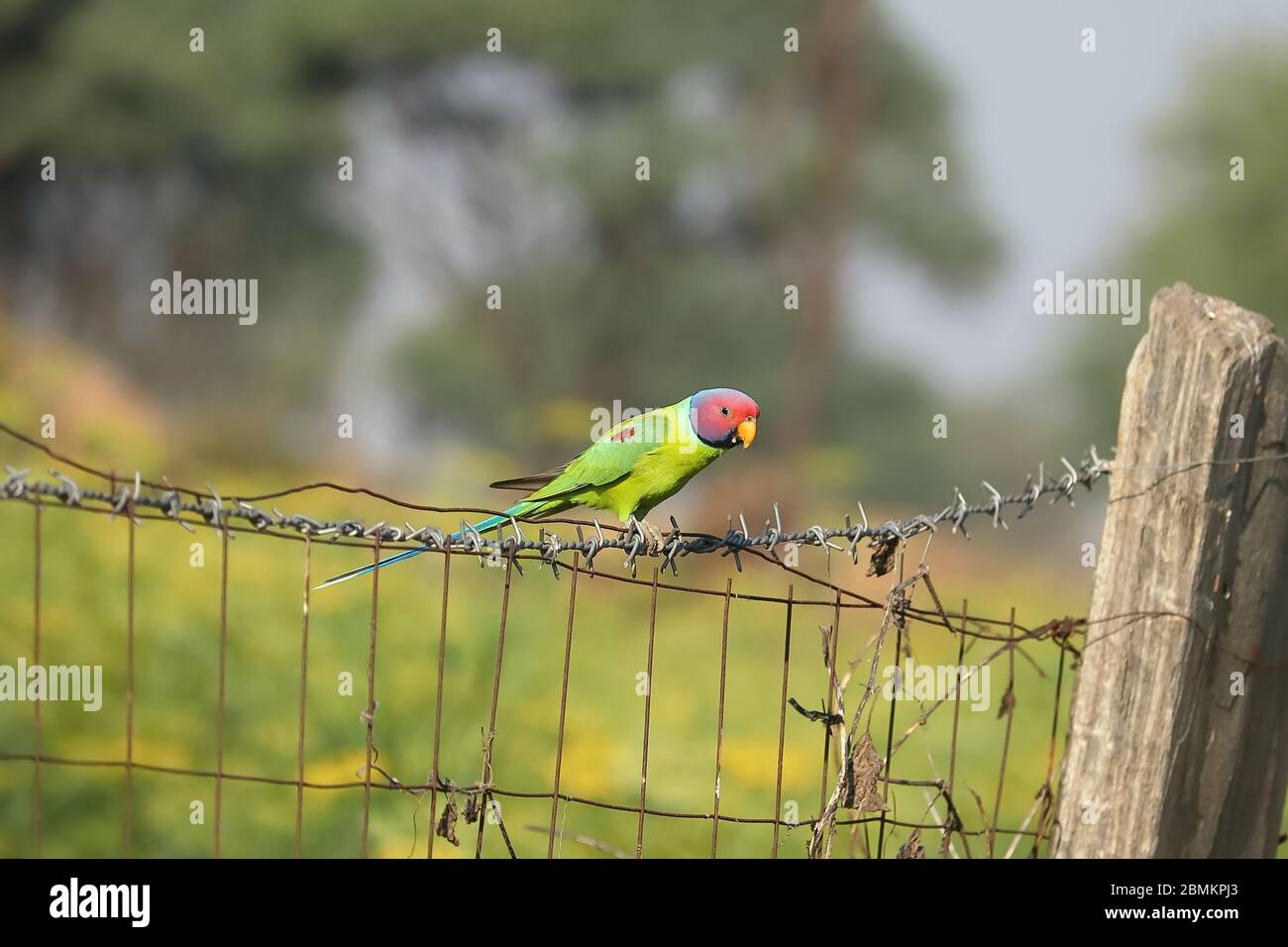 Parrots field hi-res stock photography and images - Alamy