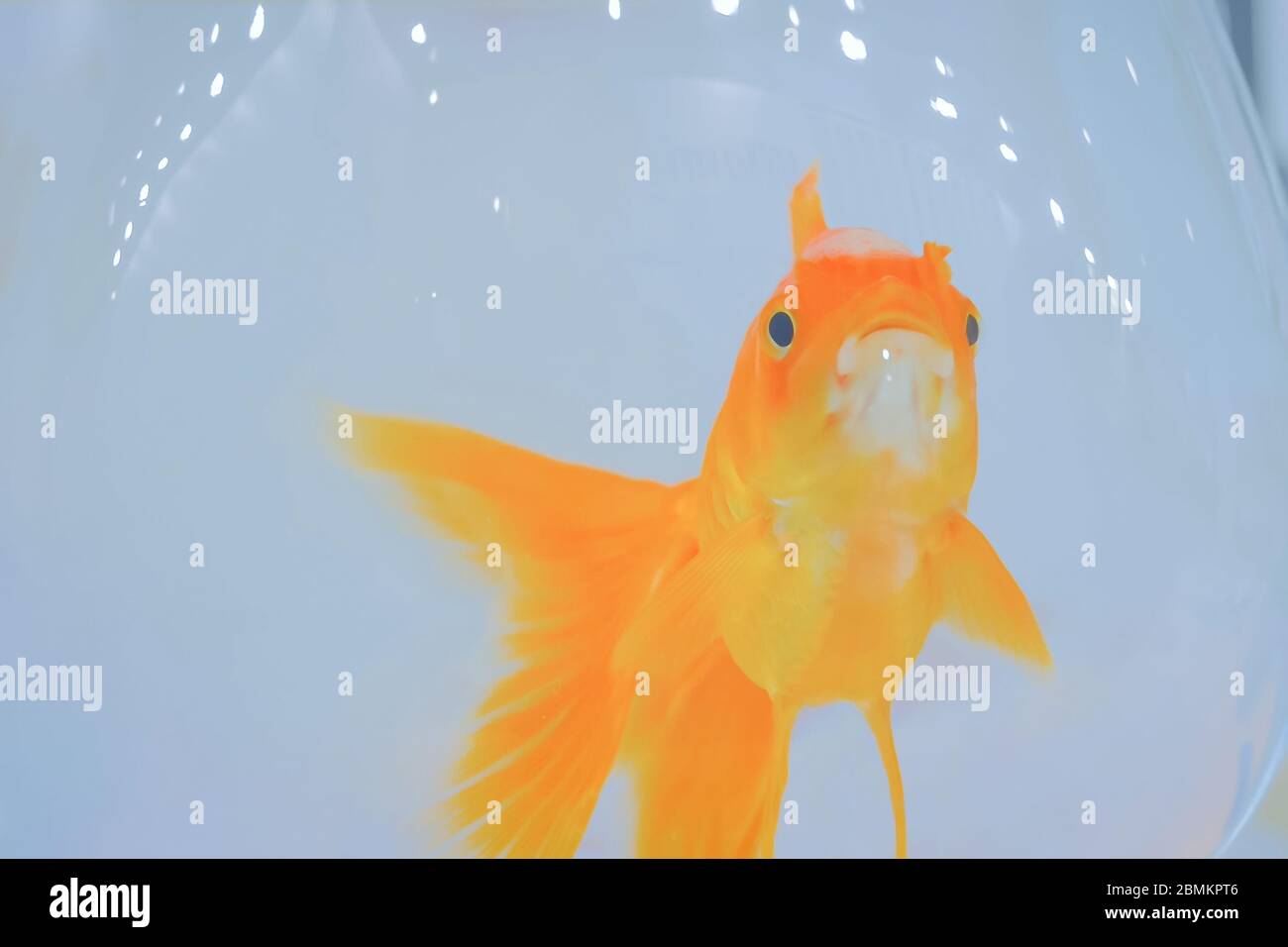 Goldfish swimming around in bowl aquarium - close up view. Friendship ...