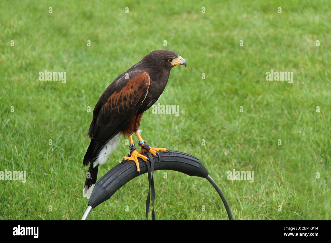 Tethered to stand hi-res stock photography and images - Alamy