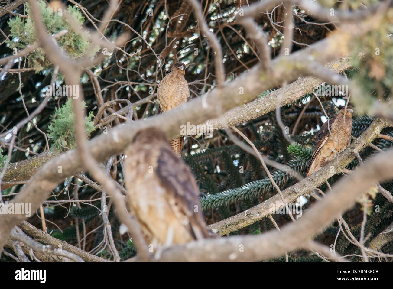 Bariloche, Patagonia, Argentina Stock Photo - Alamy