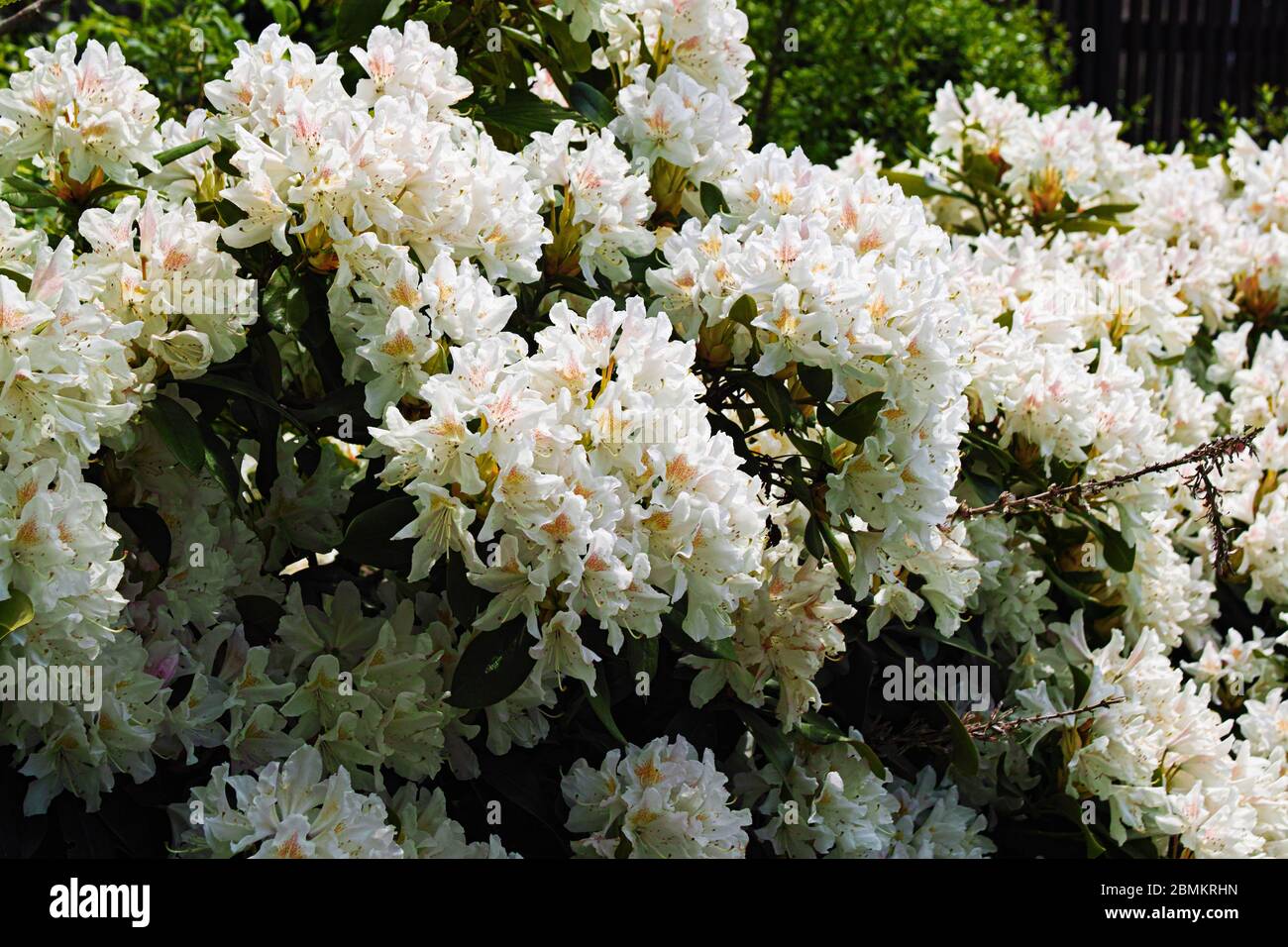 Big leaf rhododendron hi-res stock photography and images - Alamy