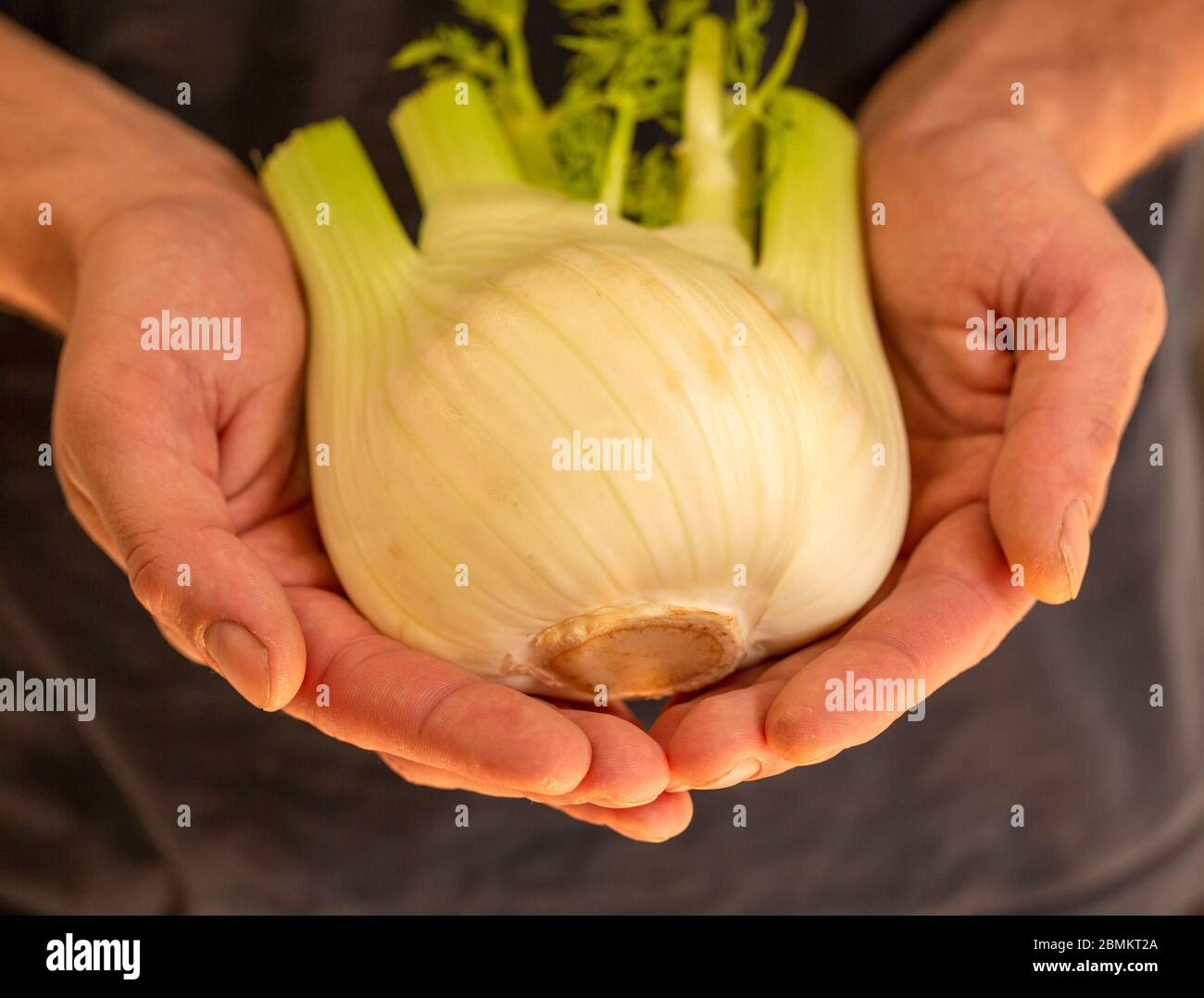 Close up of cupped person's hands holding fennel plant bulb Stock Photo ...