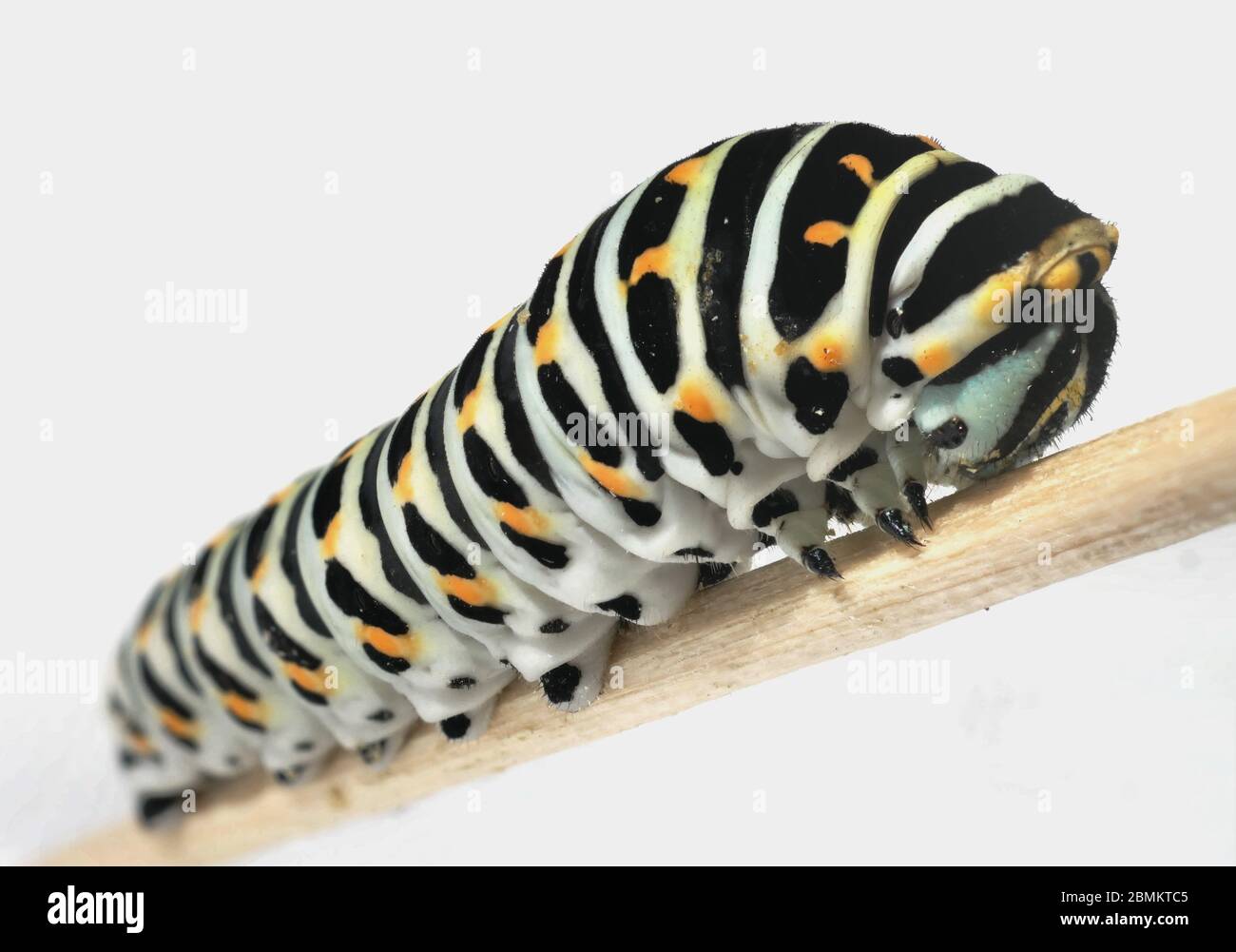 Zebra caterpillar hi-res stock photography and images - Alamy
