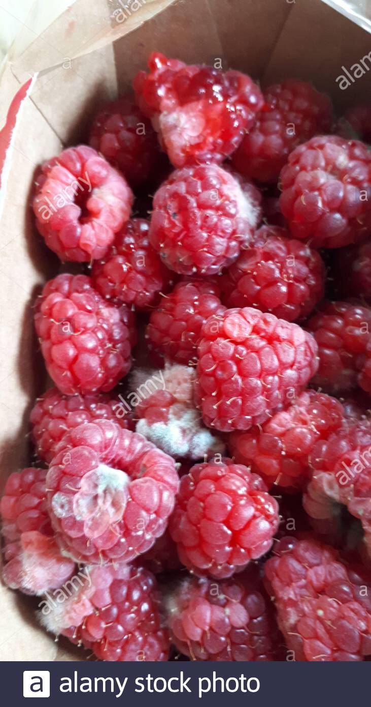 Food Wastage High Resolution Stock Photography and Images - Alamy