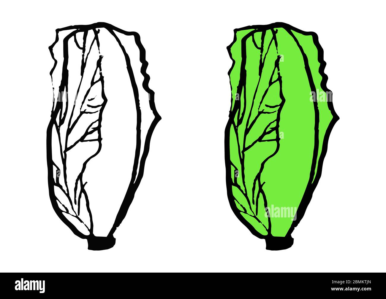 Set Chinese cabbage in doodle style isolated on white background ...