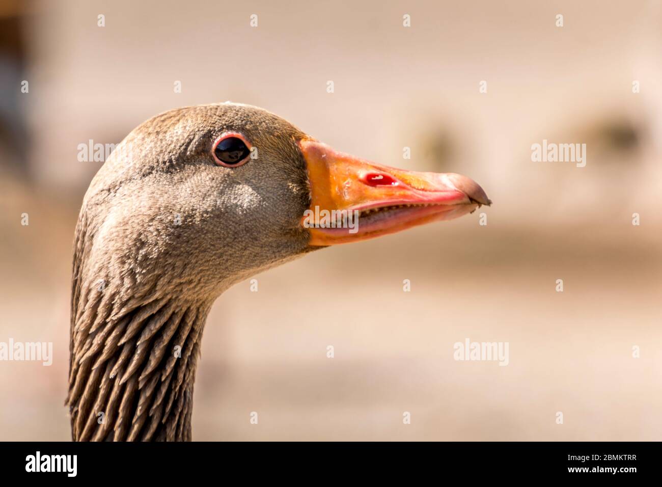 Goose looking in camera, close up photo. blurry background. goose head ...