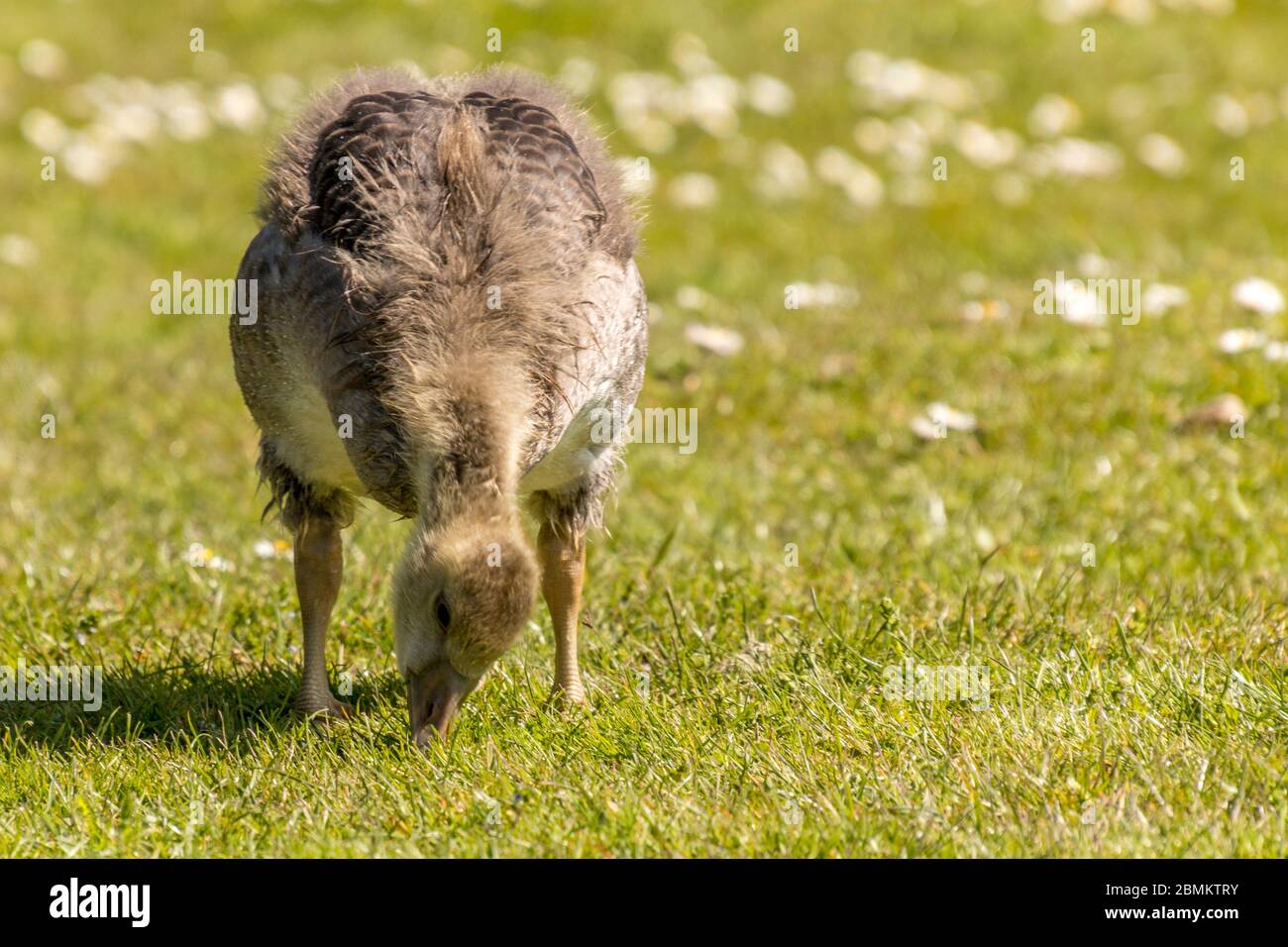 Gesling hi-res stock photography and images - Alamy