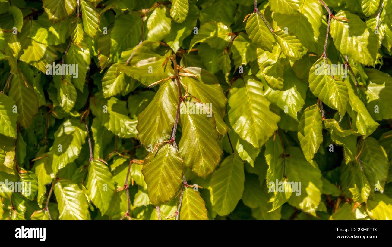 Beautiful beech hedge taken in sunshine. Green and light green colors ...