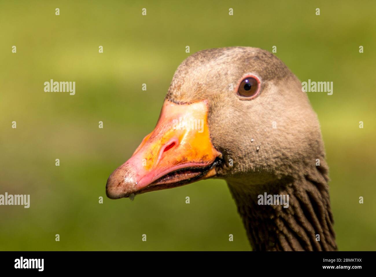 Goose looking in camera, close up photo. blurry background. goose head ...