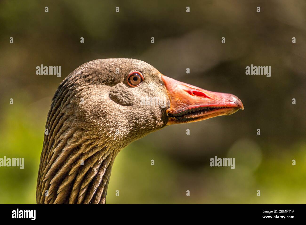 Goose looking in camera, close up photo. blurry background. goose head ...