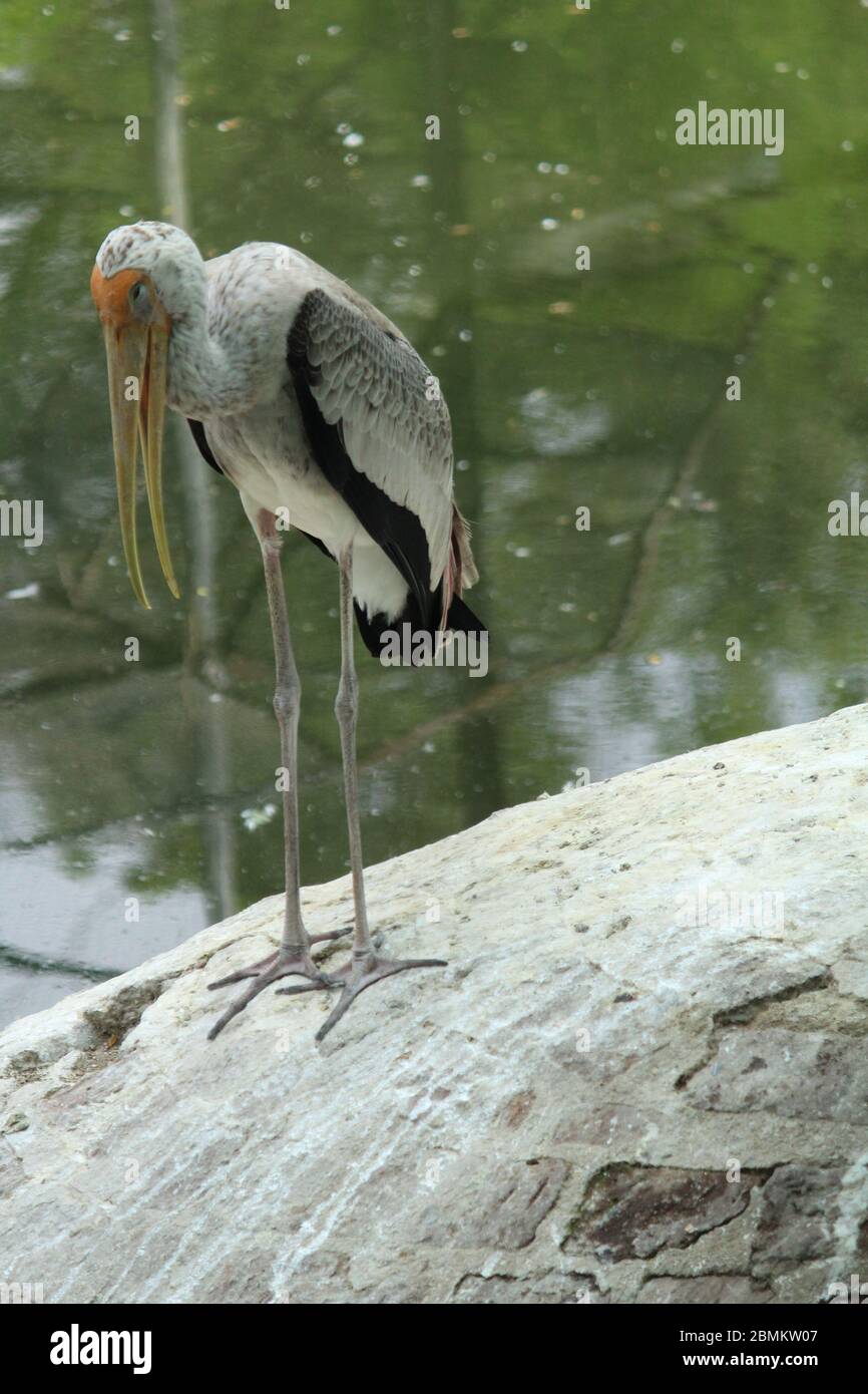 Tamil national bird hi-res stock photography and images - Alamy
