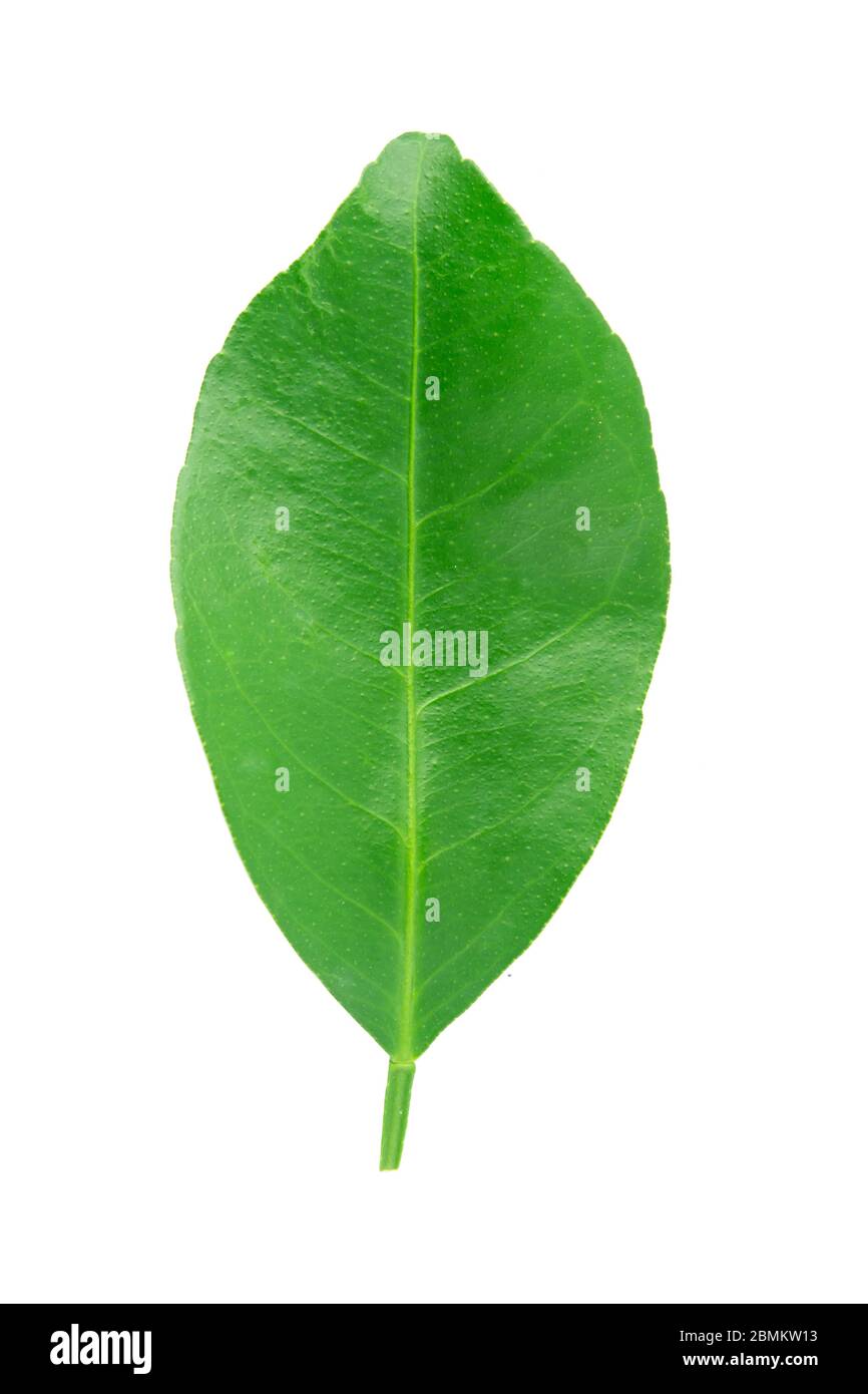 Lime leaves isolated on white background with clipping path Stock Photo ...