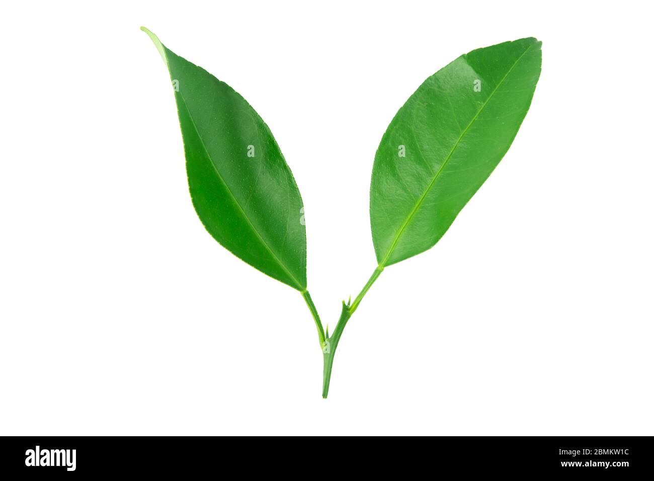 Lime leaves isolated on white background with clipping path Stock Photo ...