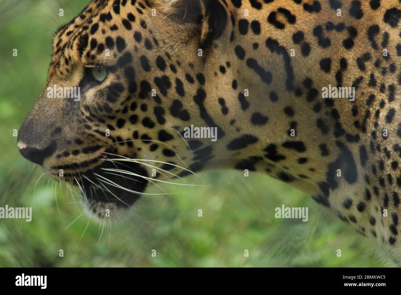 Leopard lover hi-res stock photography and images - Alamy