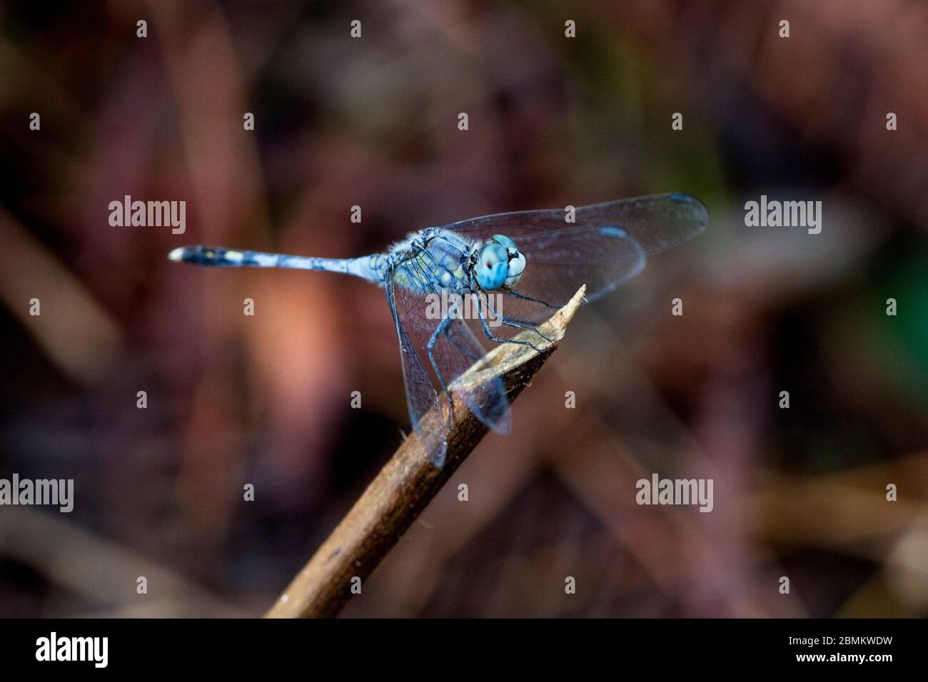 Blue Percher dragonfly, (Diplacodes trivialis), male, Sinharaja Forest ...