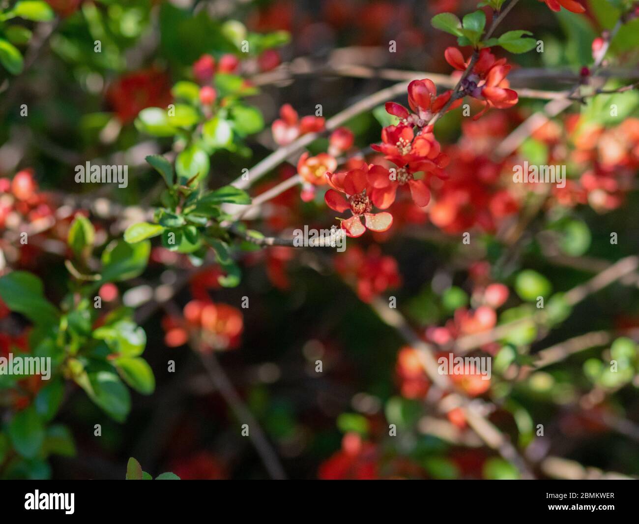 Quince tree in bloom hi-res stock photography and images - Alamy