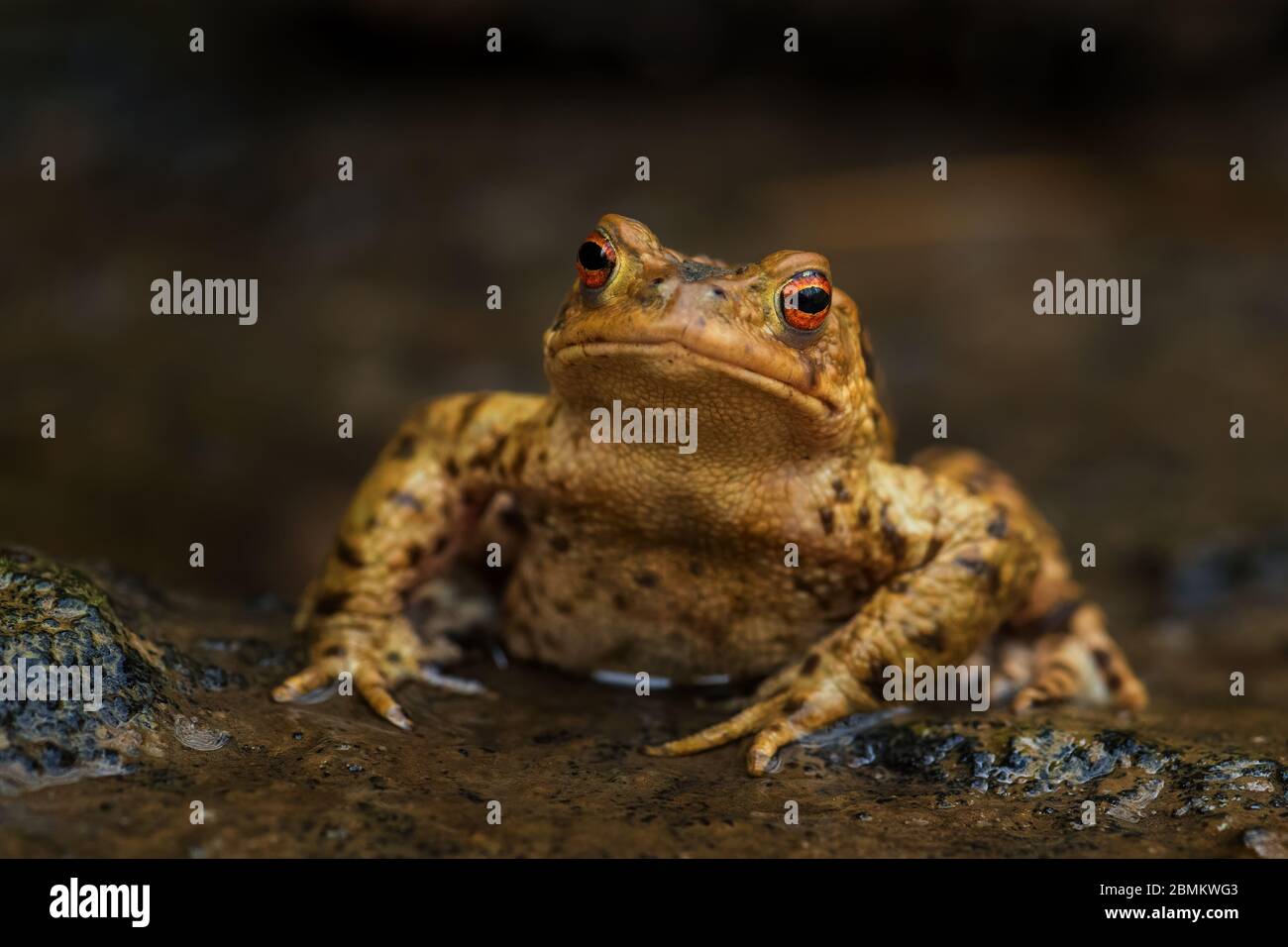Frog Toad Green High Resolution Stock Photography and Images - Alamy