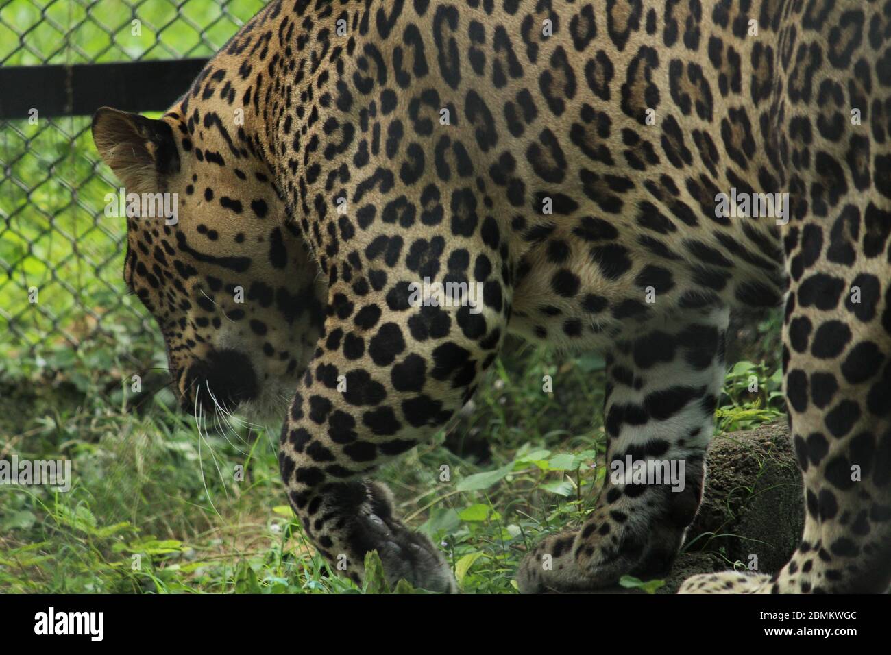 Leopard lover hi-res stock photography and images - Alamy