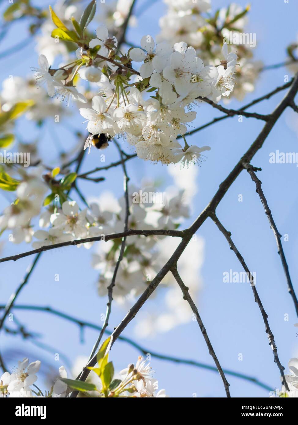 A bee pollinating an apple tree in spring Stock Photo - Alamy