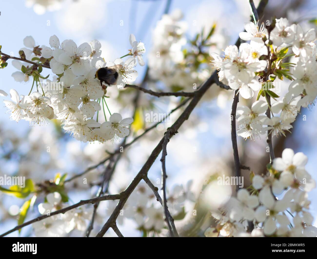 A bee pollinating an apple tree in spring Stock Photo - Alamy
