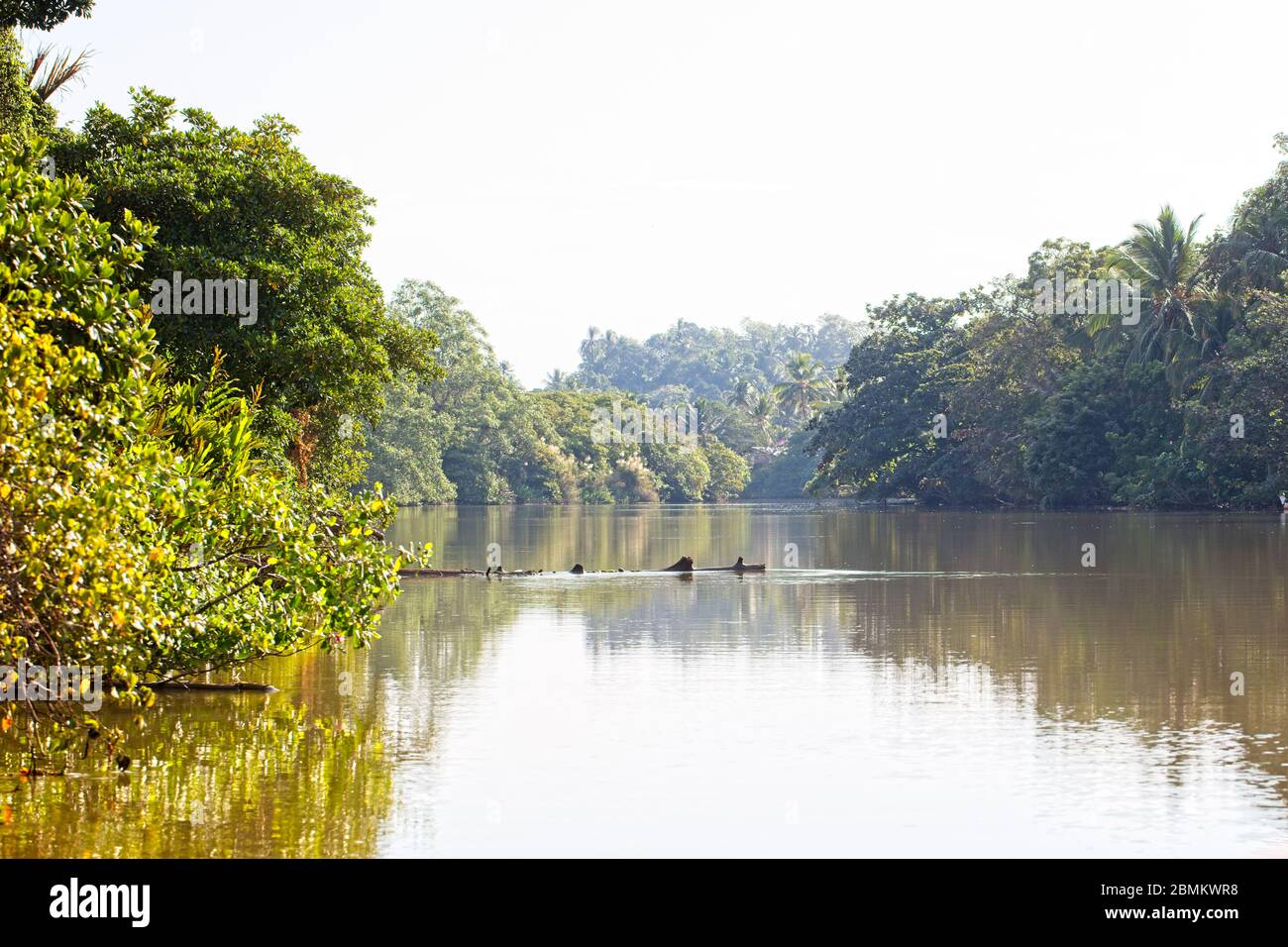 Nilwala river hi-res stock photography and images - Alamy