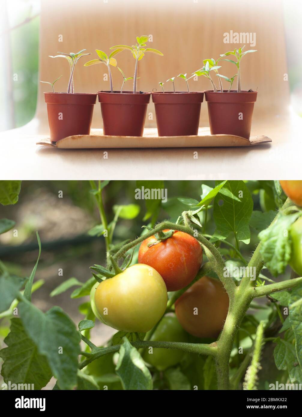 Young plant of tomatoes in pots. Process of growing tomatoes. Before ...