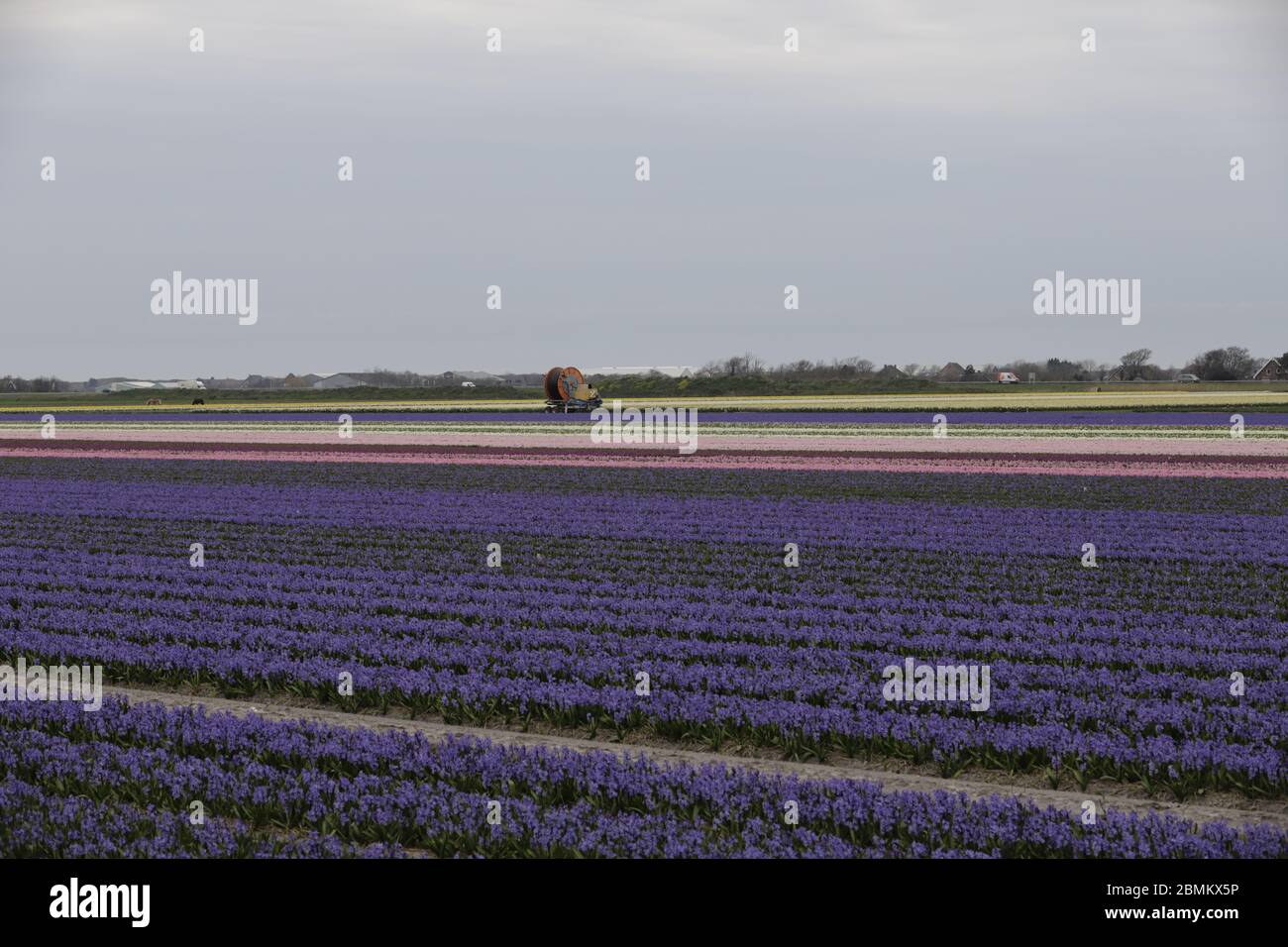colorful hyacinth fields in the spring in the netherlands Stock Photo ...