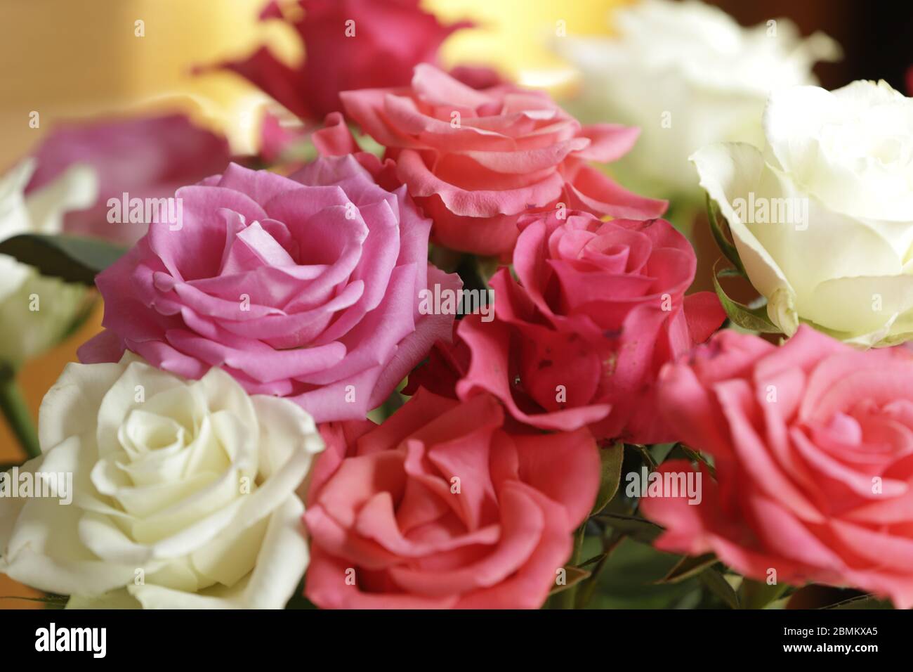 Colorful roses in close up Stock Photo - Alamy