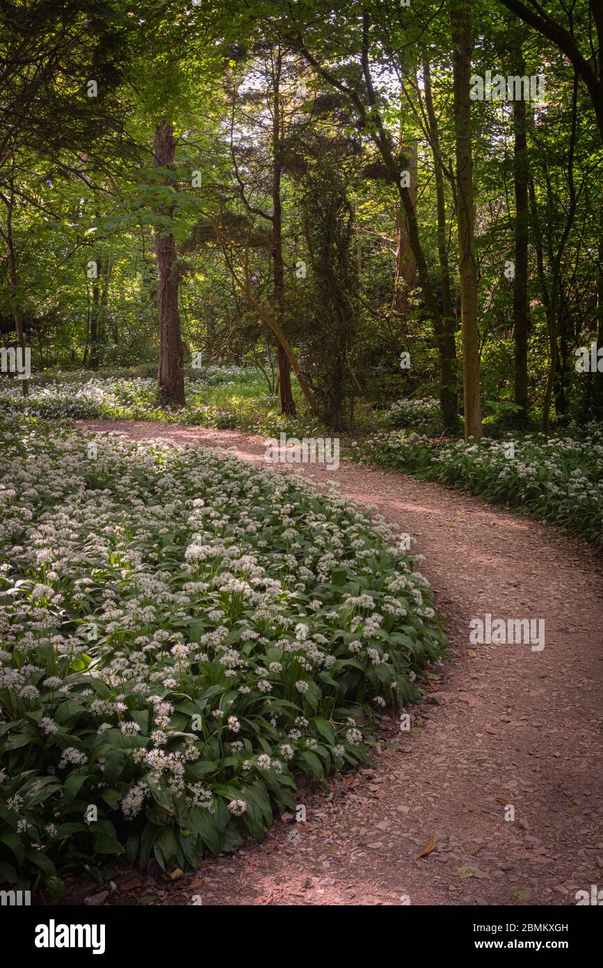 Path through an English park in Spring with flowers of wild garlic, or ...