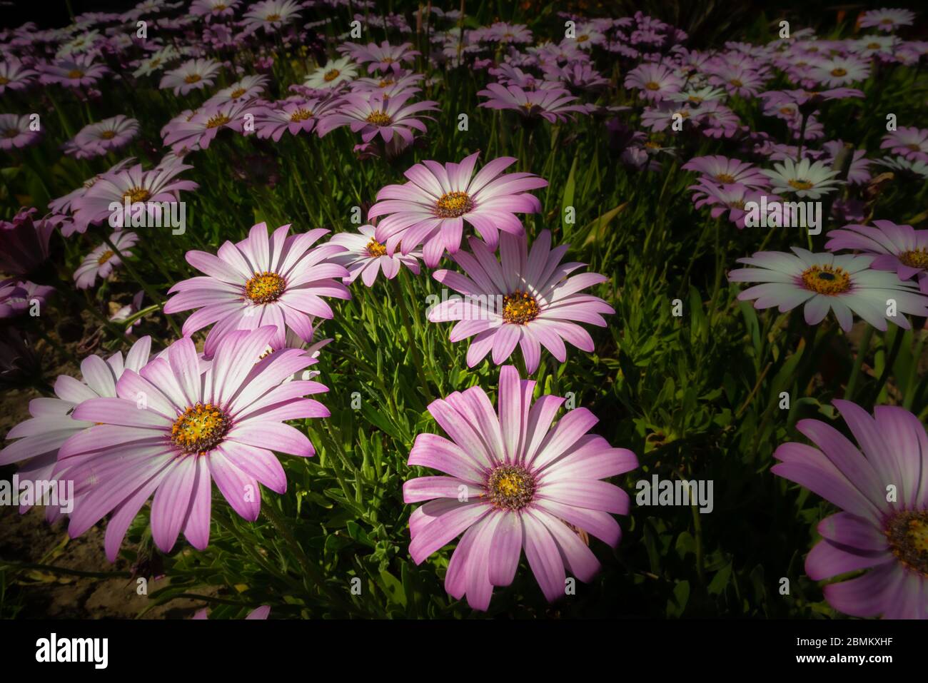 Close up of the pink Spring flowers of the African Daisy, or ...