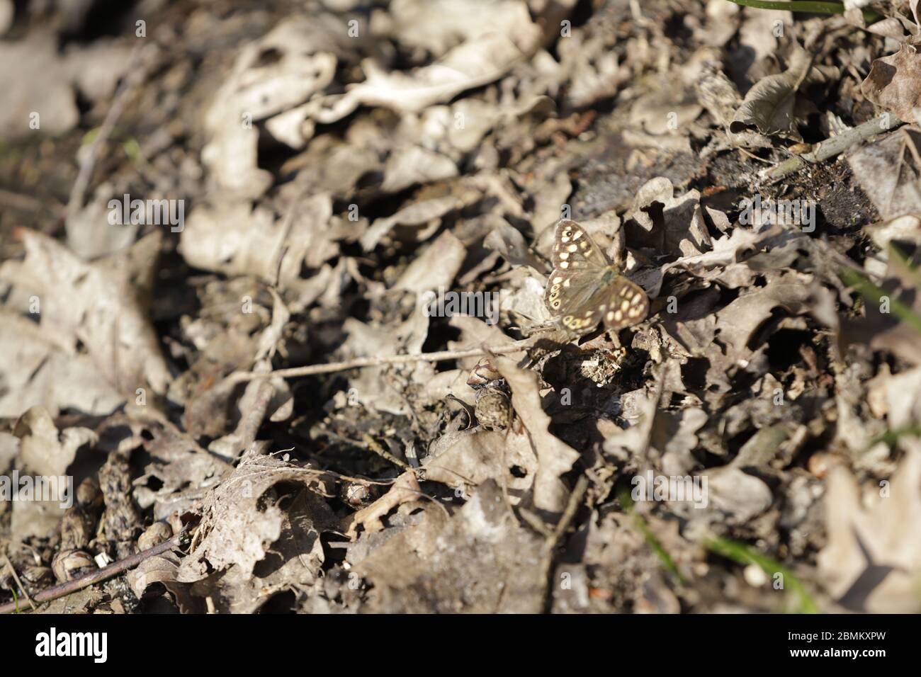 speckled wood butterfly in the forest, with it's protective colors you ...