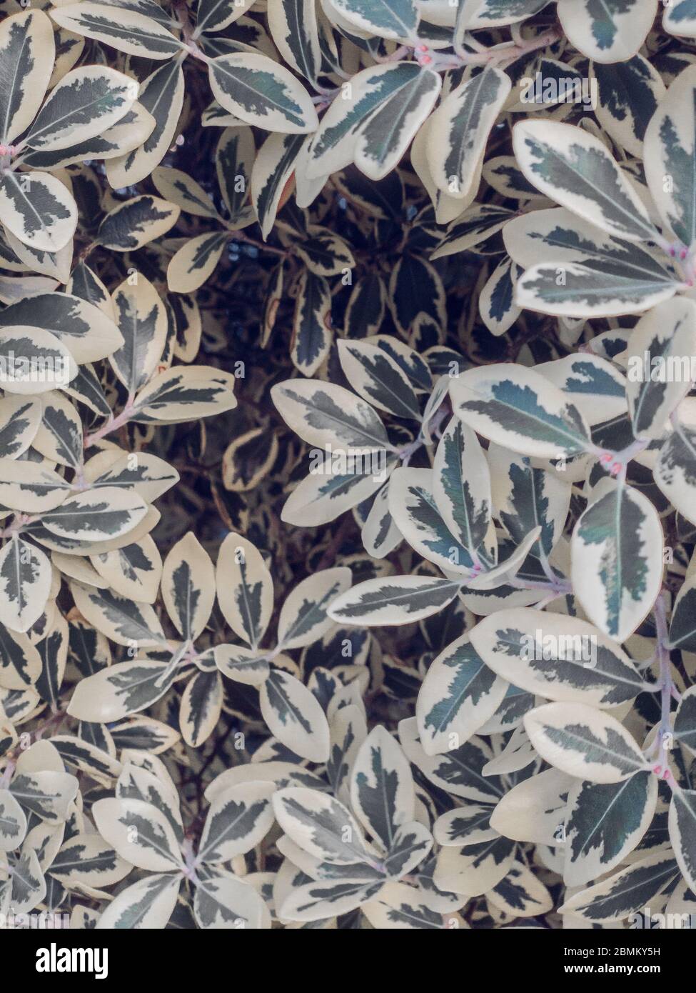 exterior plant texture with soft light Stock Photo - Alamy