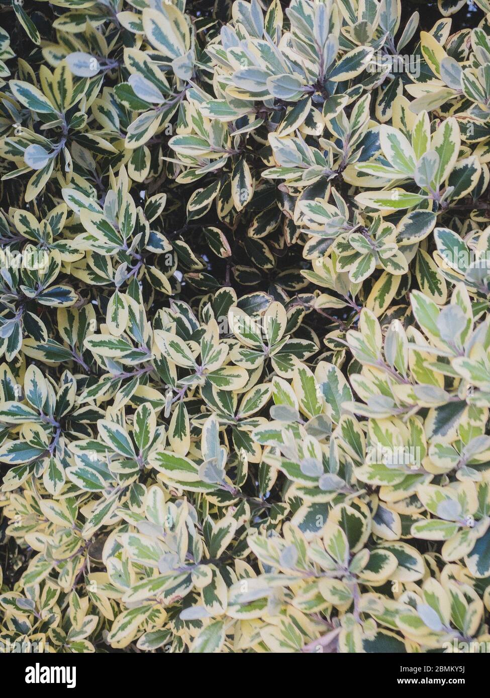 exterior plant texture with soft light Stock Photo - Alamy