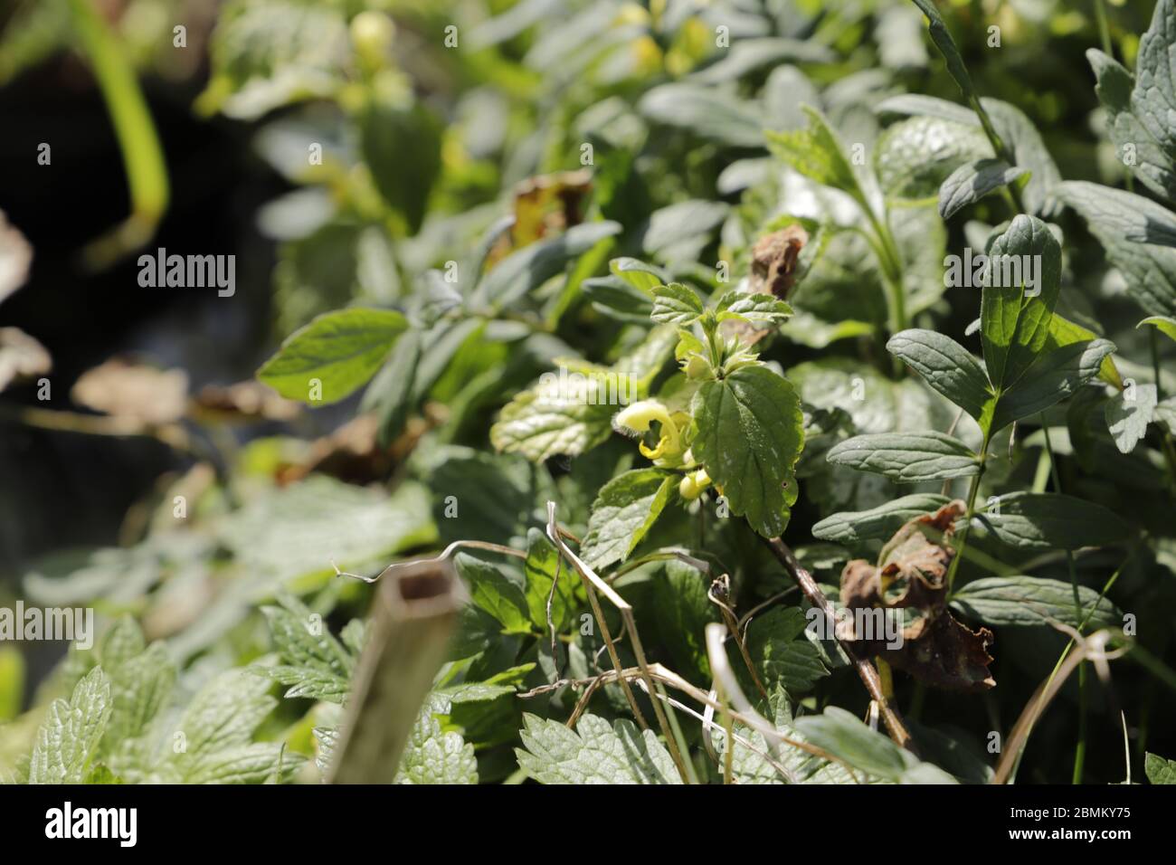 Garden yellow rattle hi-res stock photography and images - Alamy