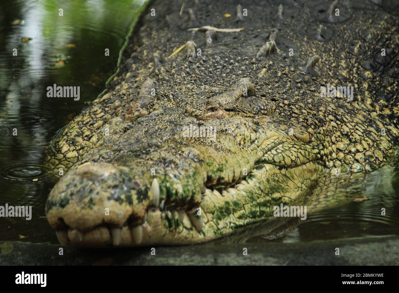 Feelings of a crocodile hi-res stock photography and images - Alamy