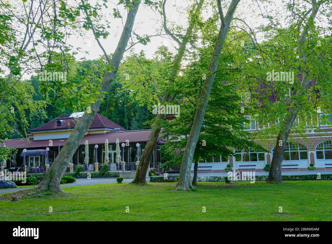 Five trees hi-res stock photography and images - Alamy