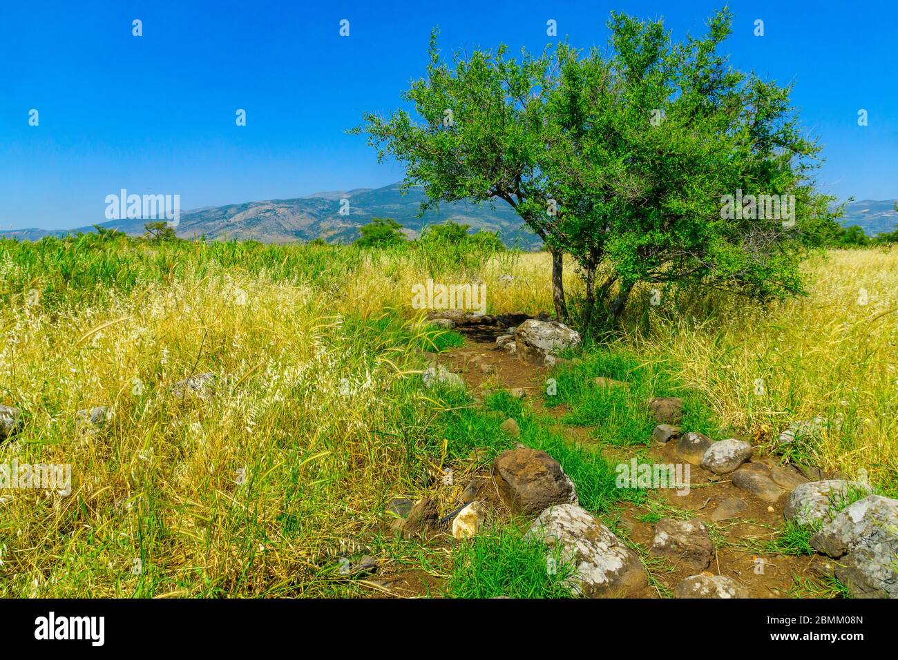 View of footpath and tree in the Snir Stream (Hasbani River) Nature ...