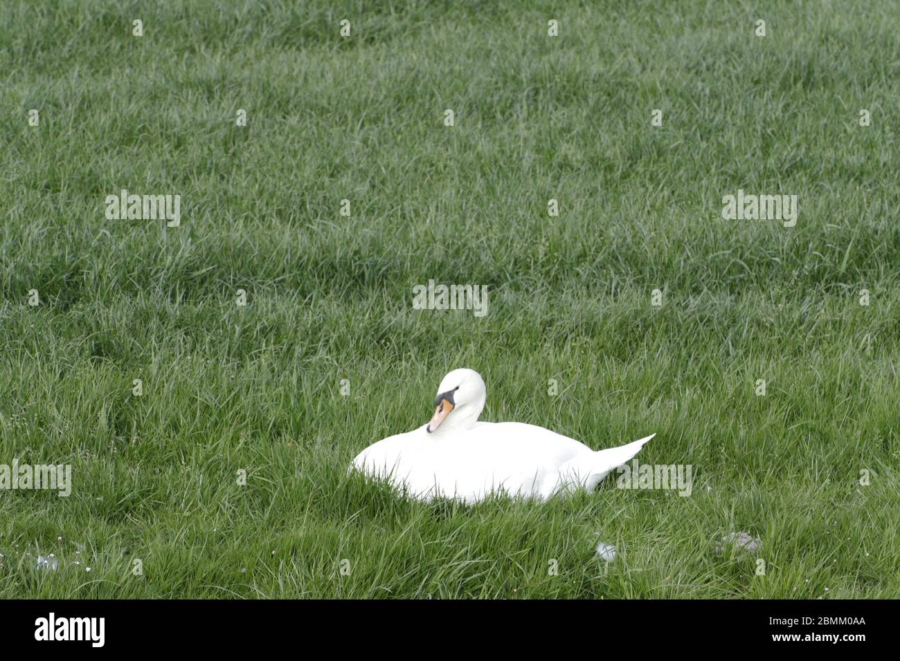 Swan eats grass hi-res stock photography and images - Alamy