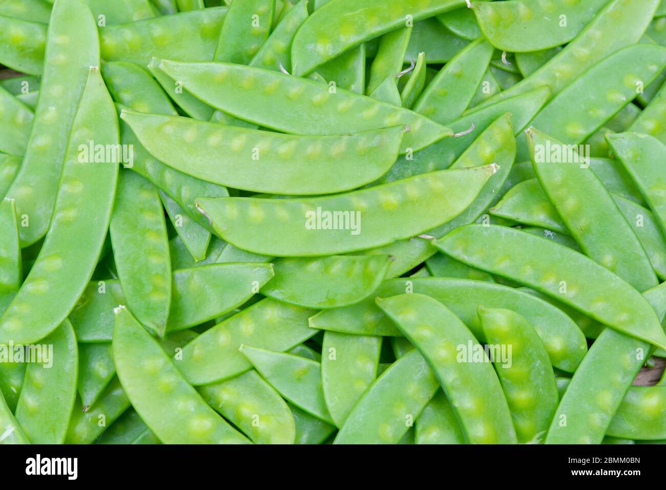 green snow pea pods background Stock Photo - Alamy