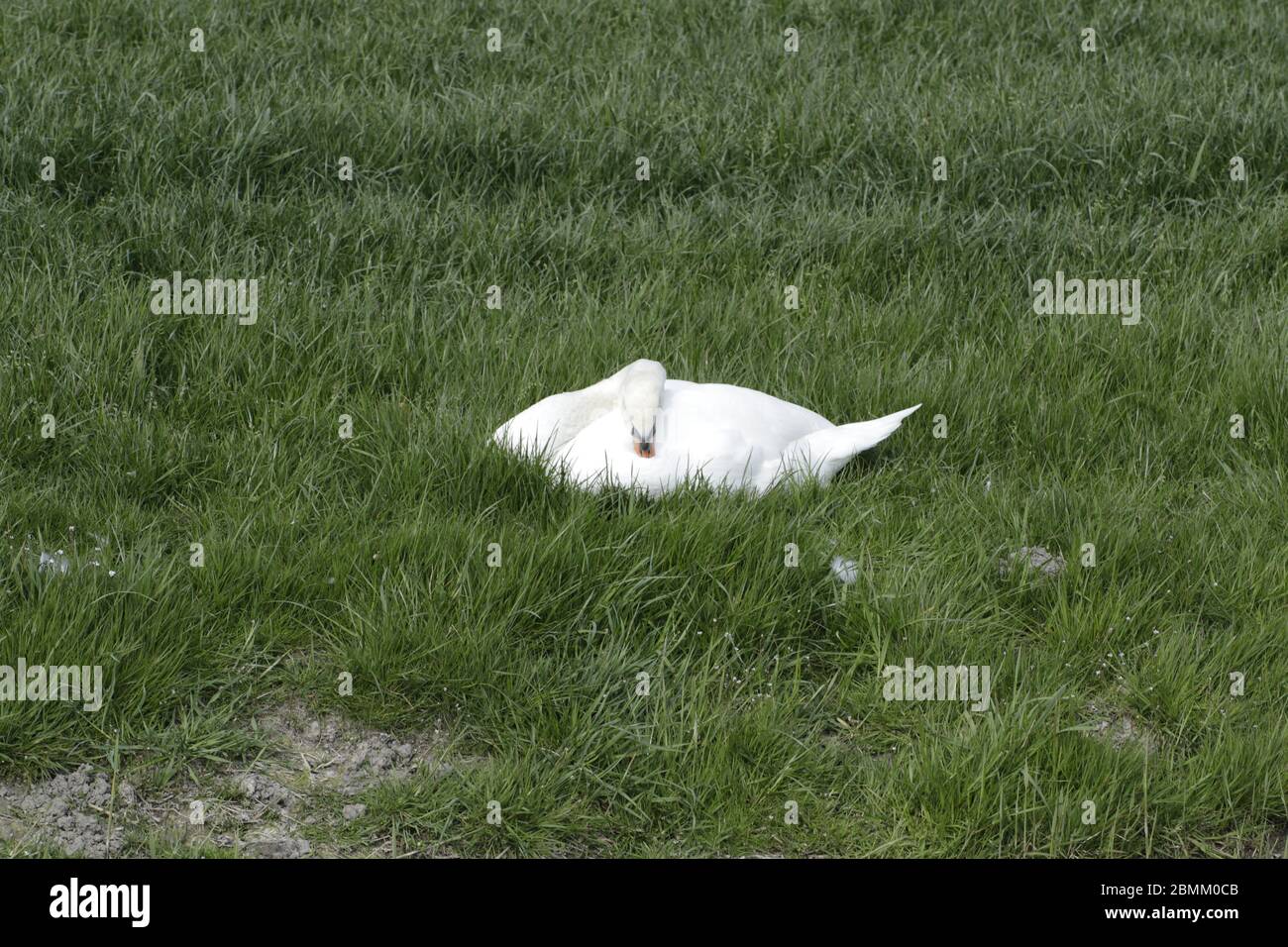 Swan eats grass hi-res stock photography and images - Alamy