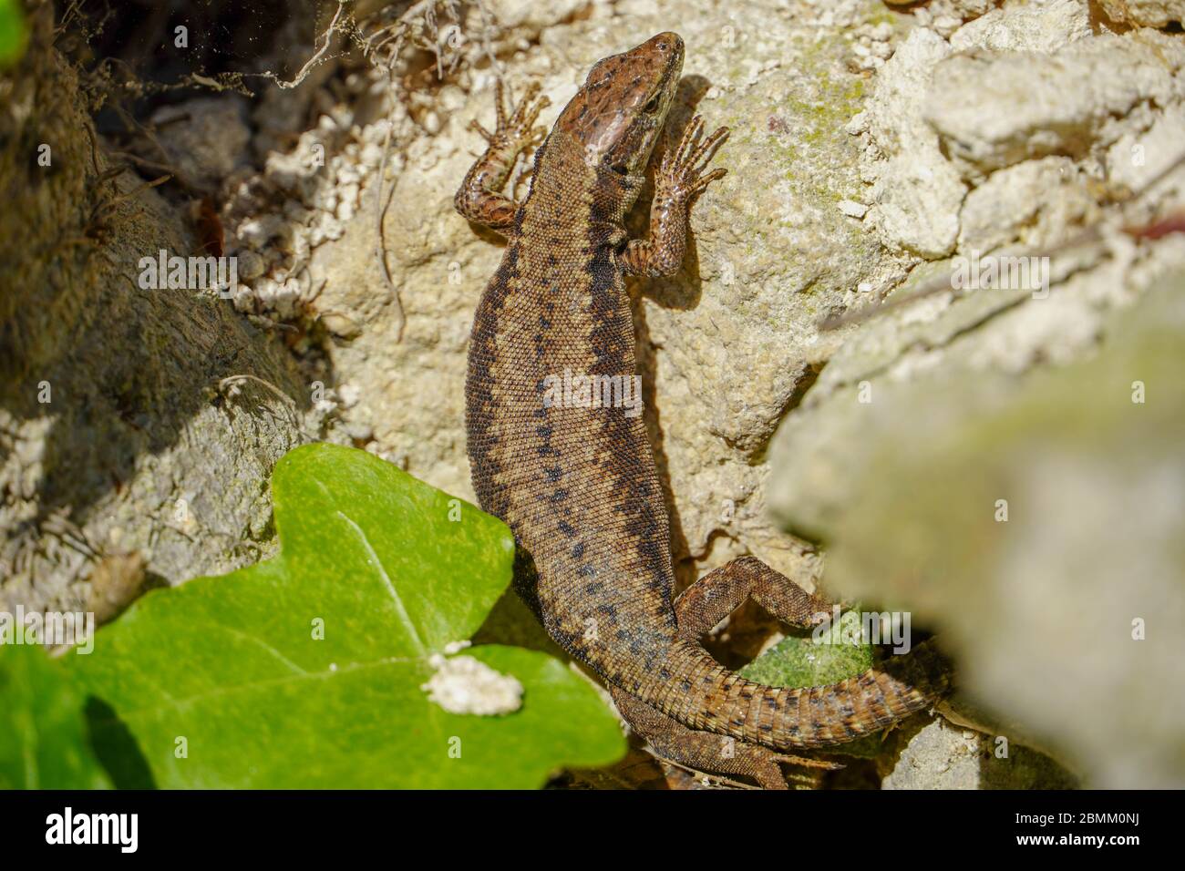 Cute lizard taking sun on rock stone isolated Stock Photo - Alamy