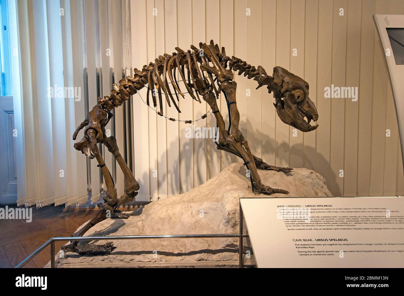 Bear skeleton hi-res stock photography and images - Alamy