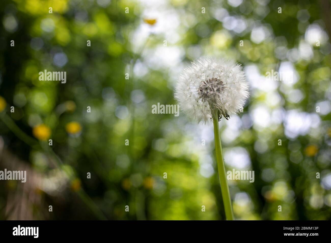 Dandelion in forest, Kent, UK Stock Photo - Alamy