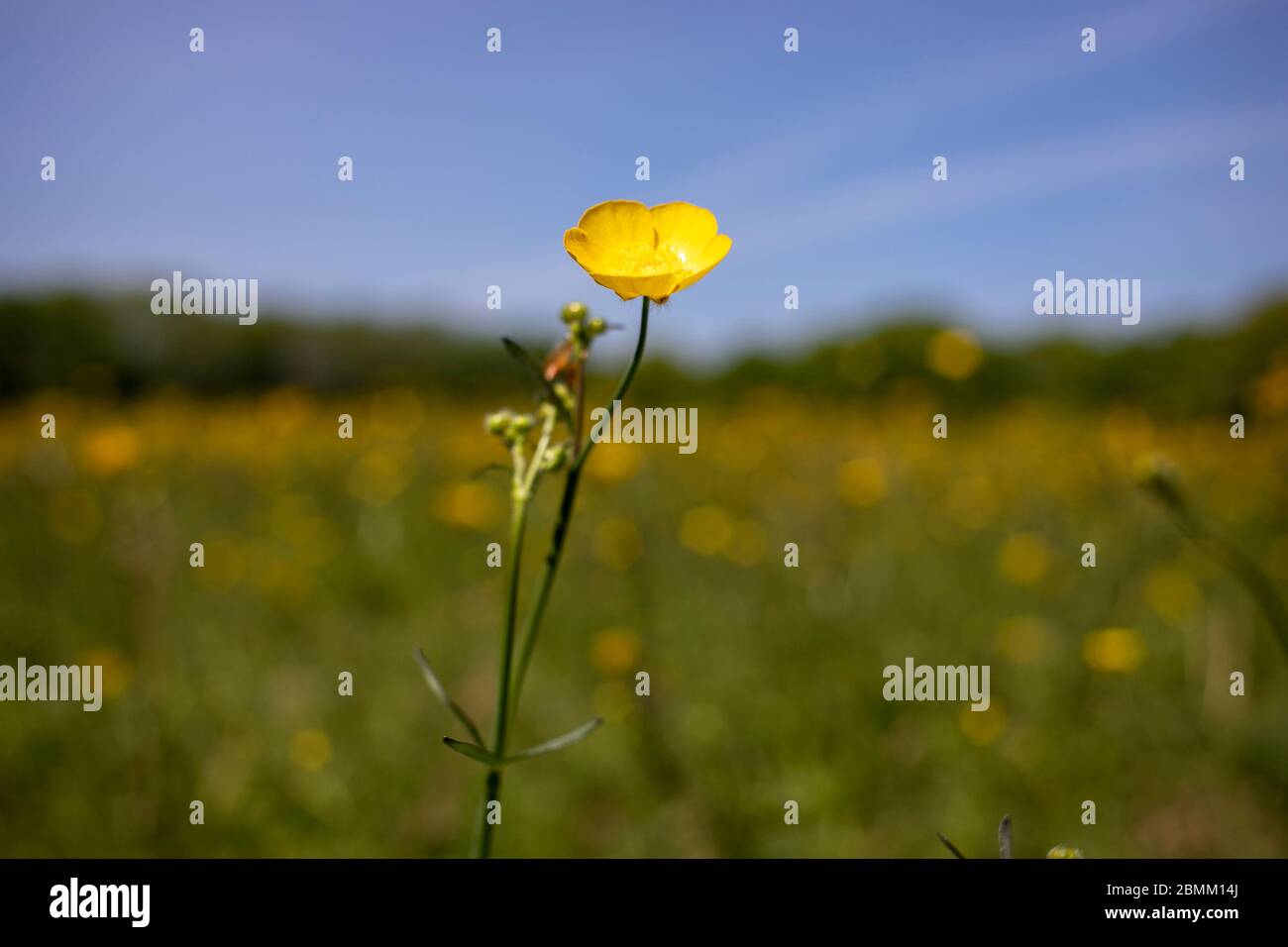 Ranunculus acris garden hi-res stock photography and images - Alamy