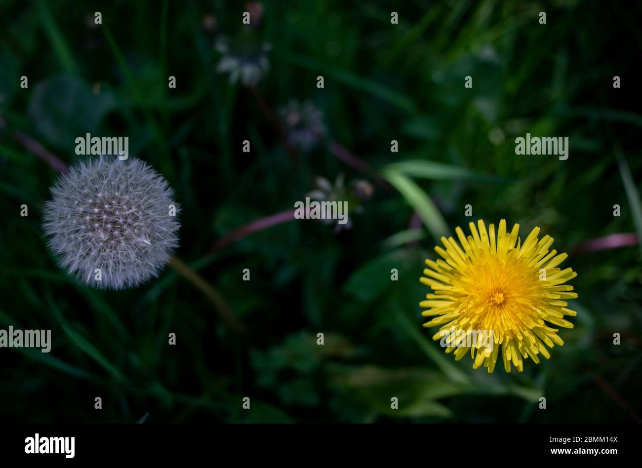 Dandelion in Kent, UK Stock Photo - Alamy