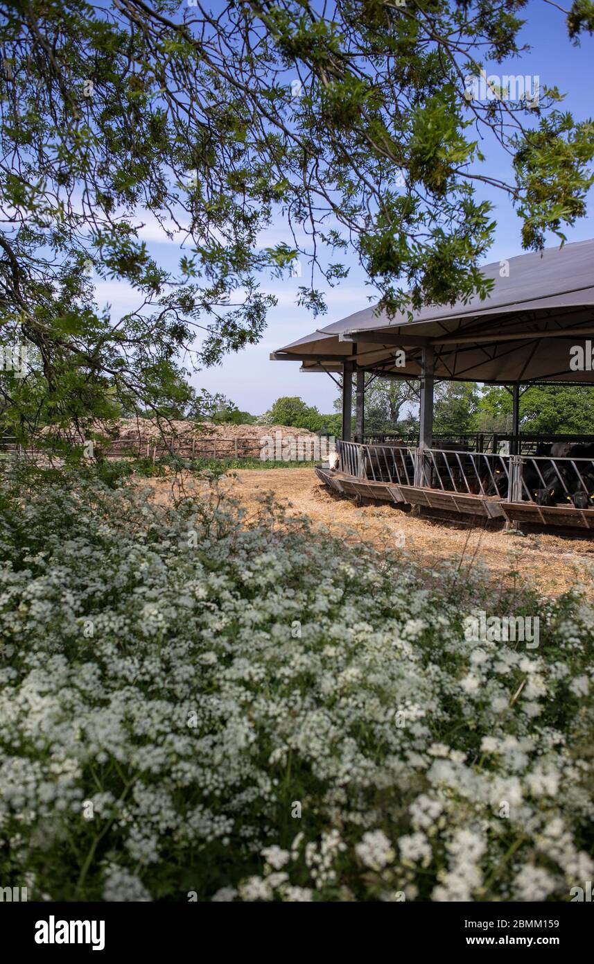 British farm hi-res stock photography and images - Alamy