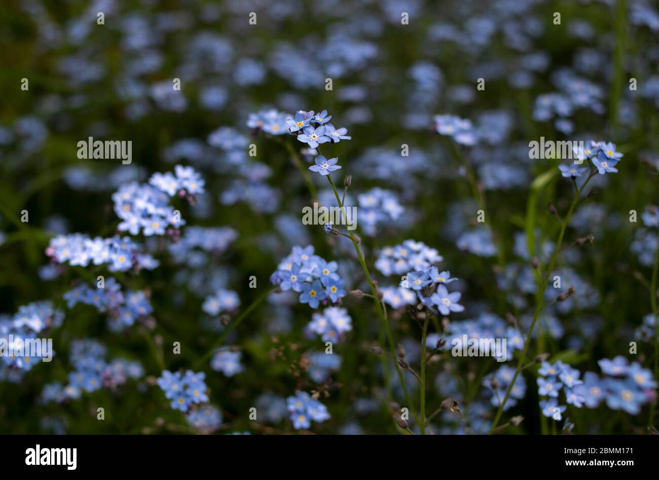 Forget-me-not wildflowers in the British countryside Stock Photo - Alamy