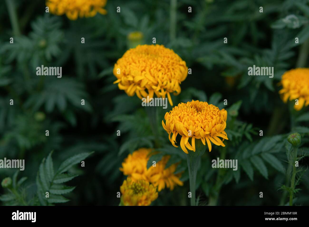 African Marigolds High Resolution Stock Photography and Images - Alamy