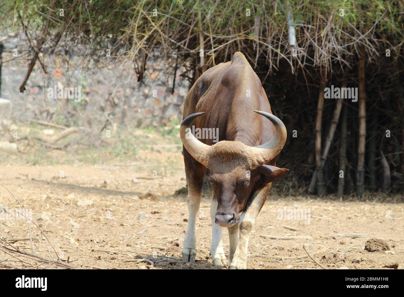 Anna park chennai hi-res stock photography and images - Alamy